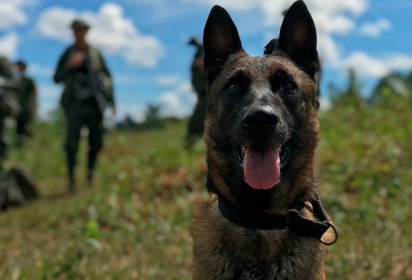 El conmovedor adiós a Killer, el perro que tiene de luto a la Policía ...
