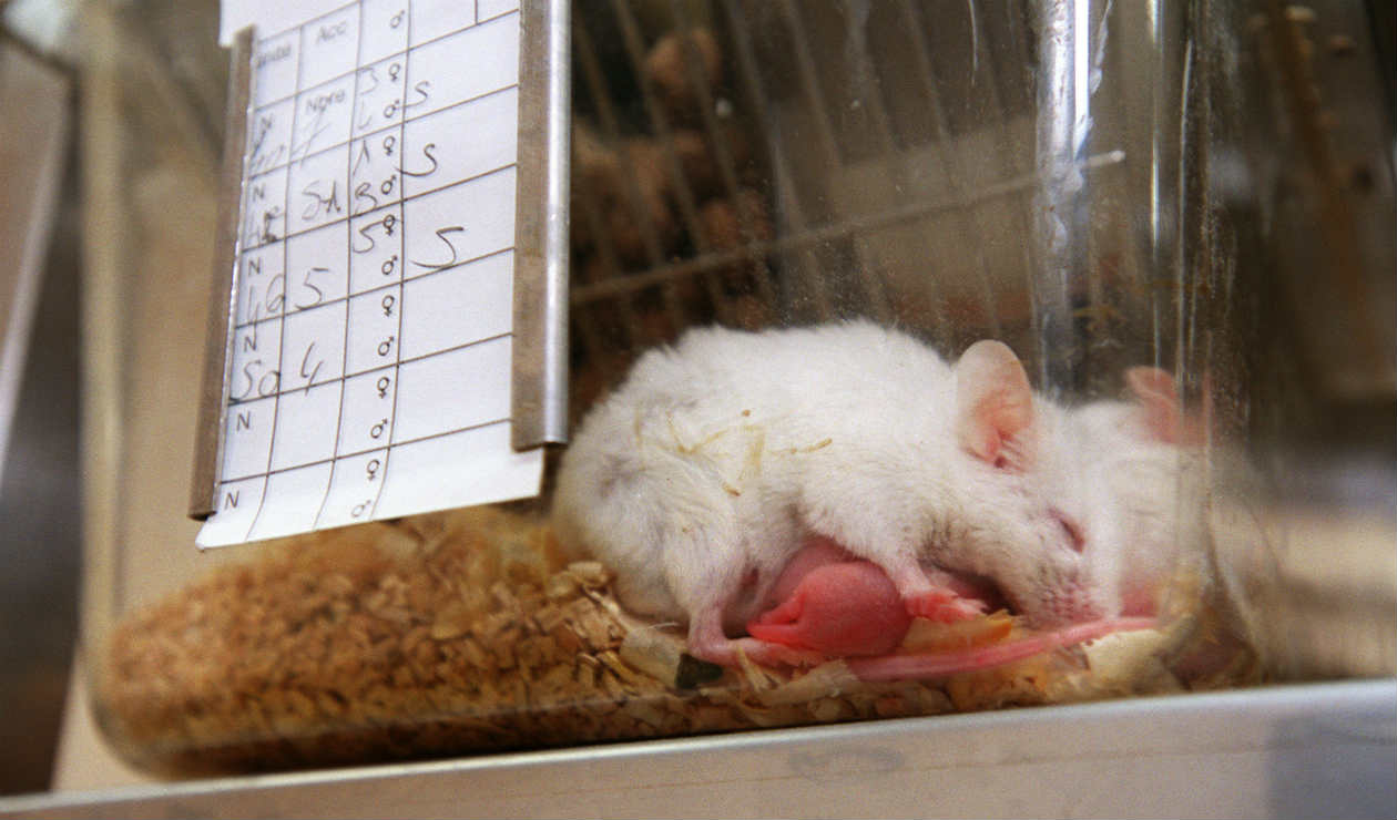 ley-para-prohibir-experimentos-con-animales-juan-carlos-losada-la-fm