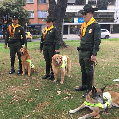 Transmilenio continuará con apoyo de perros en sus estaciones
