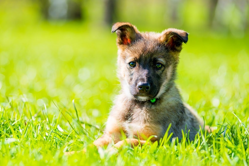 Recomendaciones para adoptar mascota | La FM