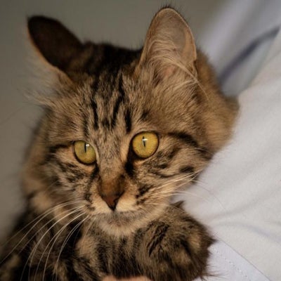 Sacrificio de felinos con sida desata polémica en Neiva