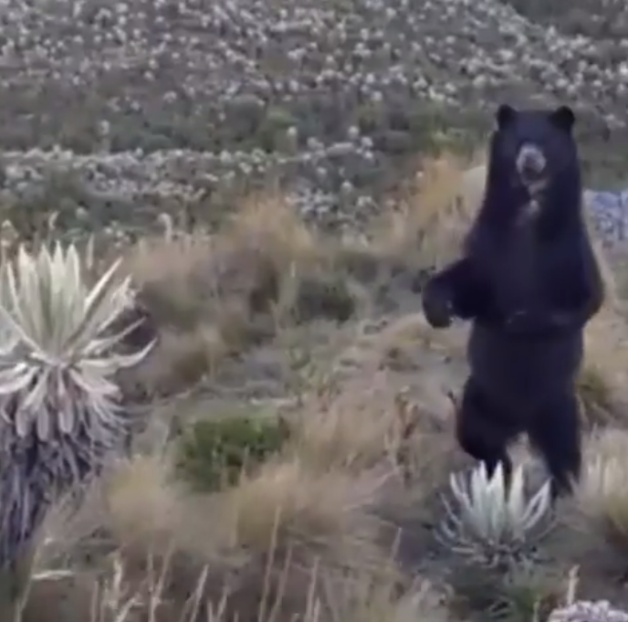 No es cierto que video del oso haya sido en el Páramo de Santurbán | La FM