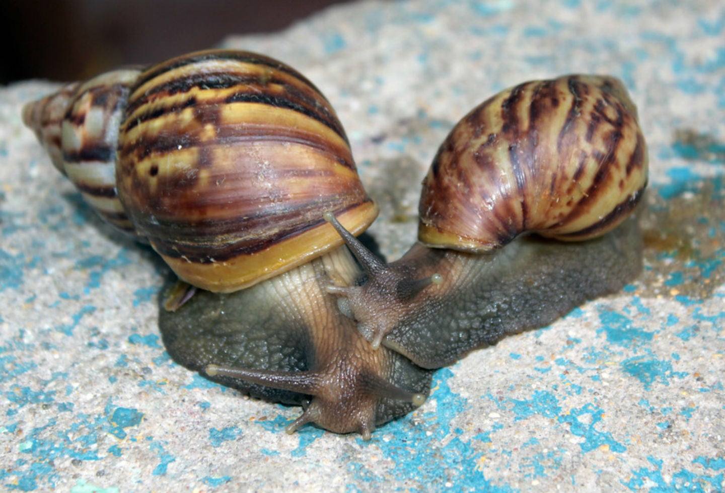 Caracol africano tiene en alerta a Bucaramanga: han recolectado 6.000 ...