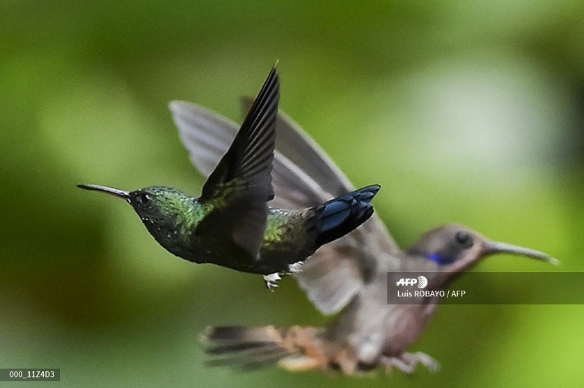 El colibrí que maravilló a la ciencia con su canto único de contratenor ...