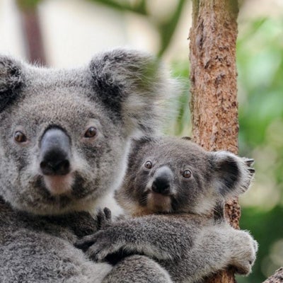 Koalas: virus que mata y se transmite de madre a cría