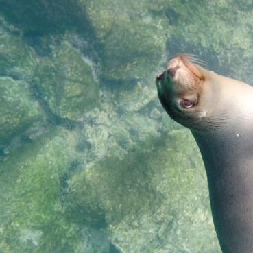 Foca monje, la nueva enorme especie encontrada tras creerse extinta
