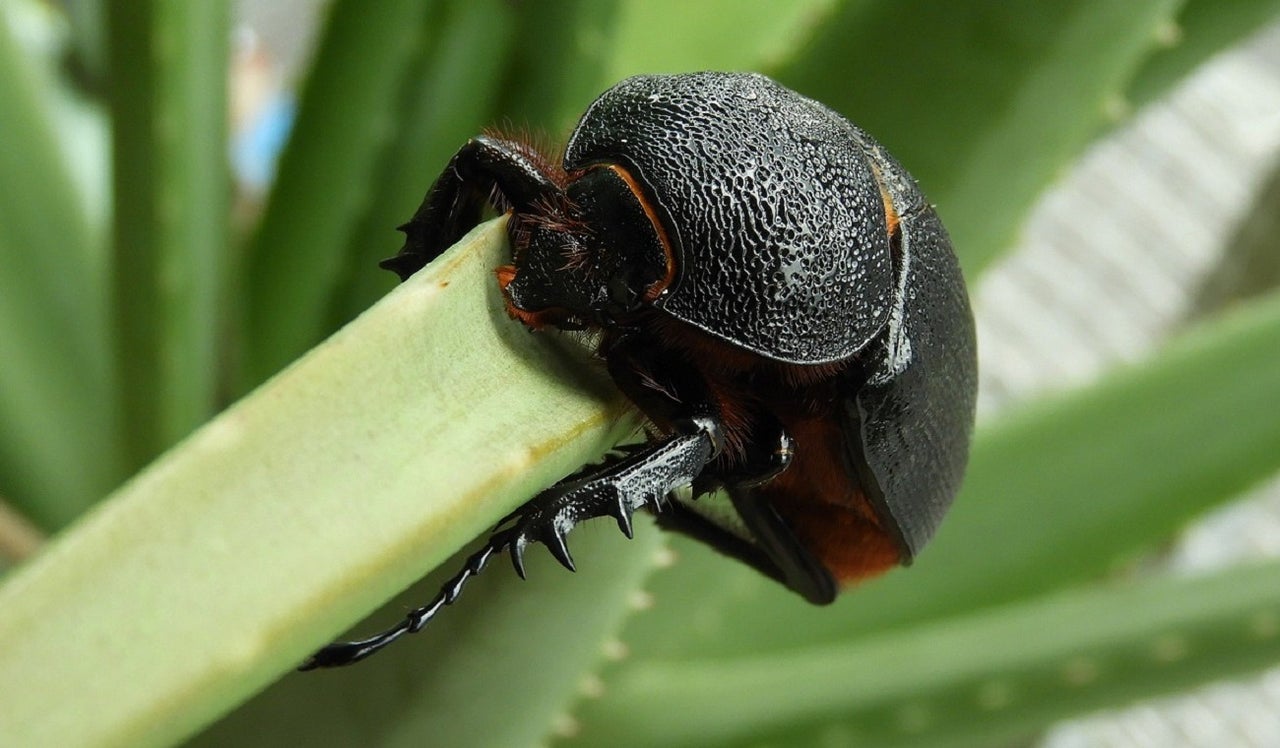 La razón por la que aparecen cucarrones en temporada de lluvia