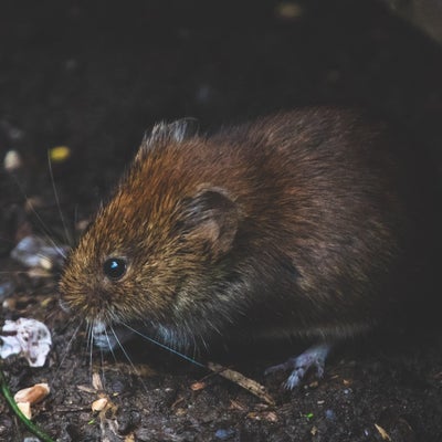 Ratas en Bogotá: Lo que dicen las autoridades frente a las denuncias