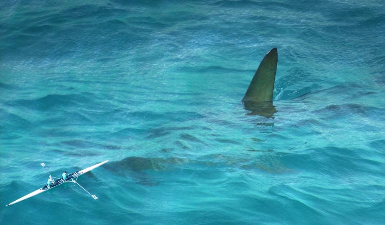 Logró pescar un tiburón blanco, pero casi acaba muerto VIDEO