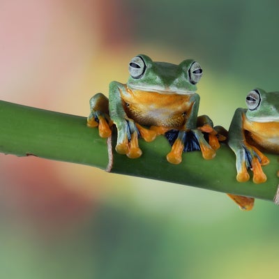 Ranas hembra fingen muerte para no aparearse con machos
