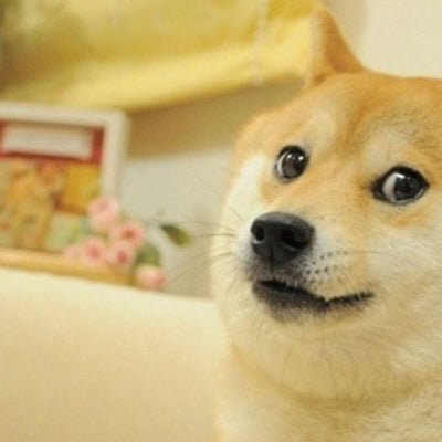 Muere perrita de icónico meme a nivel mundial