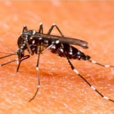 Dengue mantiene alerta epidemiológica: más de 123 mil casos y 118 ...