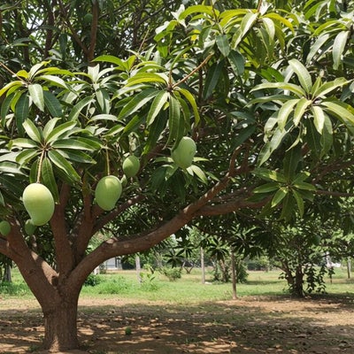 ¿Cómo se llama el árbol de mango? Pocos lo conocen