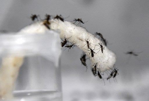 Colombia supera los 43.000 casos de dengue en 2026