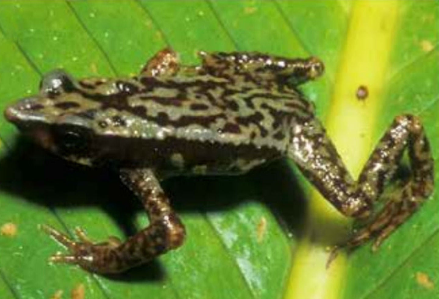 Sapo quimbaya está 'probablemente extinto'