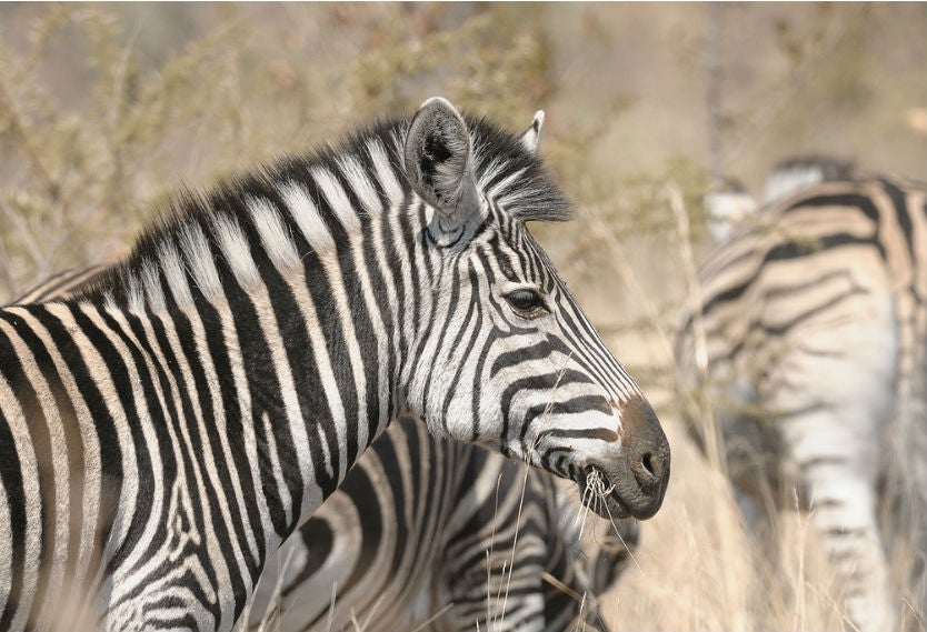 Video de cebra que logra escapar de ser devorada por cocodrilo