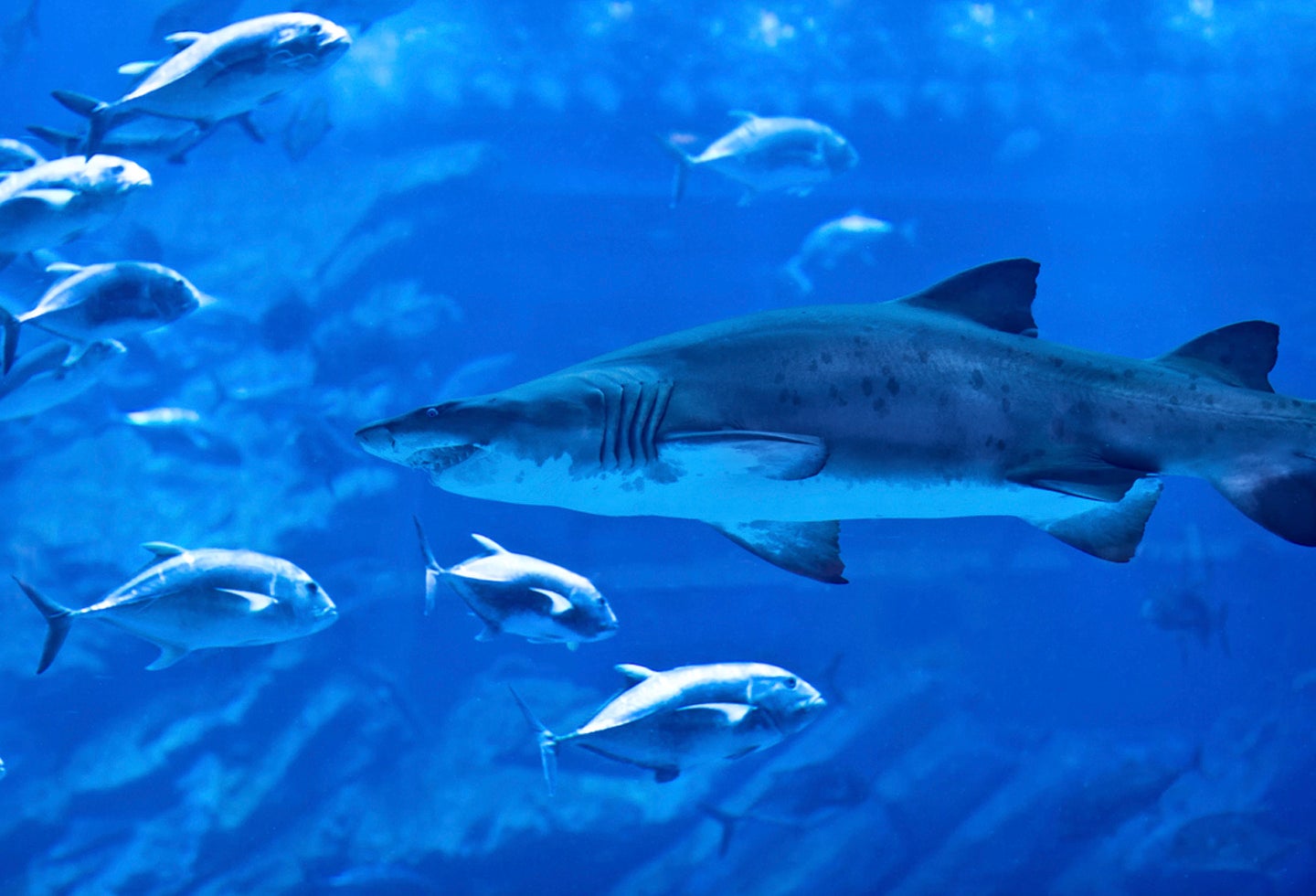 El cambio climático ya afecta el tamaño y vitalidad de los tiburones ...