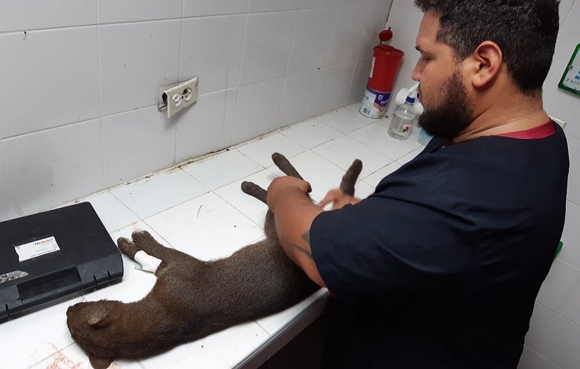 Murió puma que fue atropellado por un conductor en Bucaramanga
