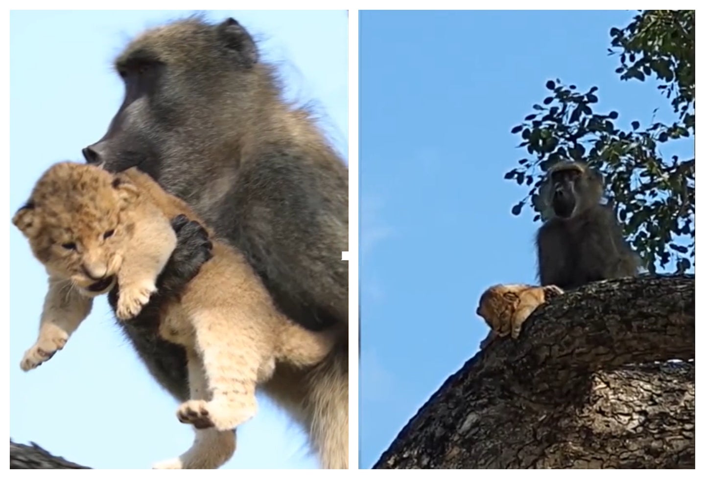 Un babuino Rafiki de la vida real recreó la famosa escena del Rey León