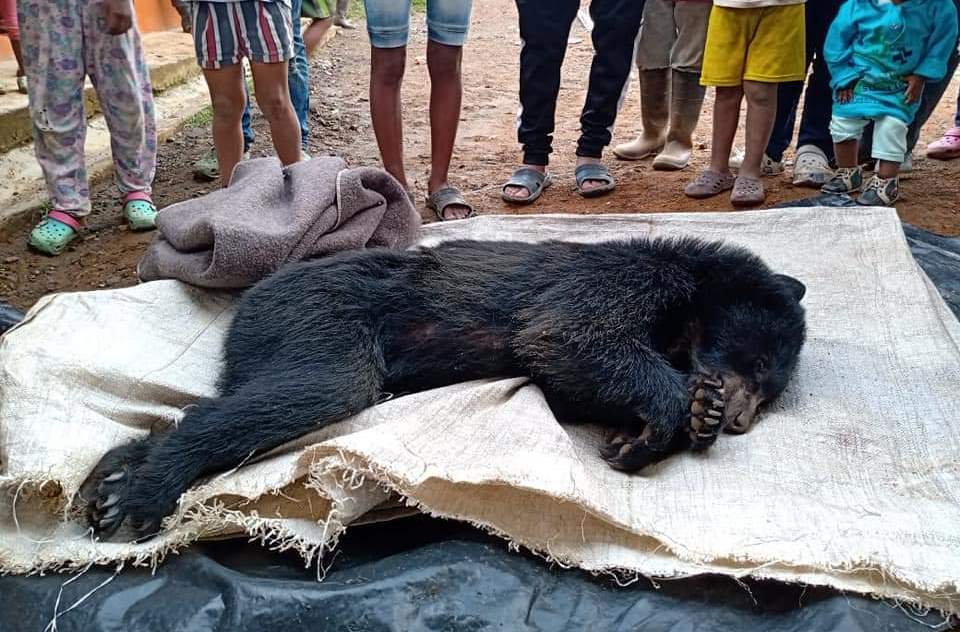 Oso de anteojos escapó del parque Jaime Duque