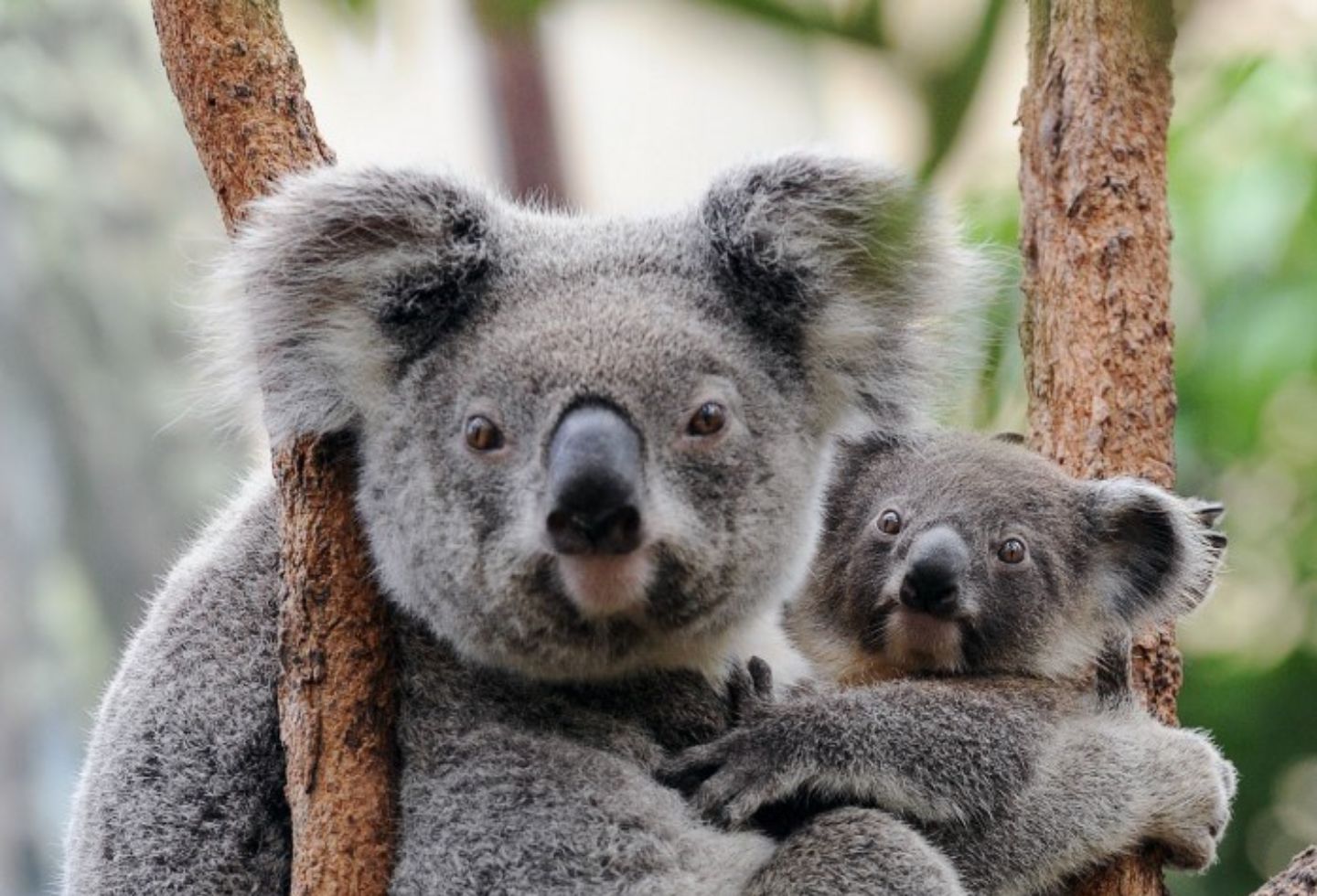 Koalas: virus que mata y se transmite de madre a cría