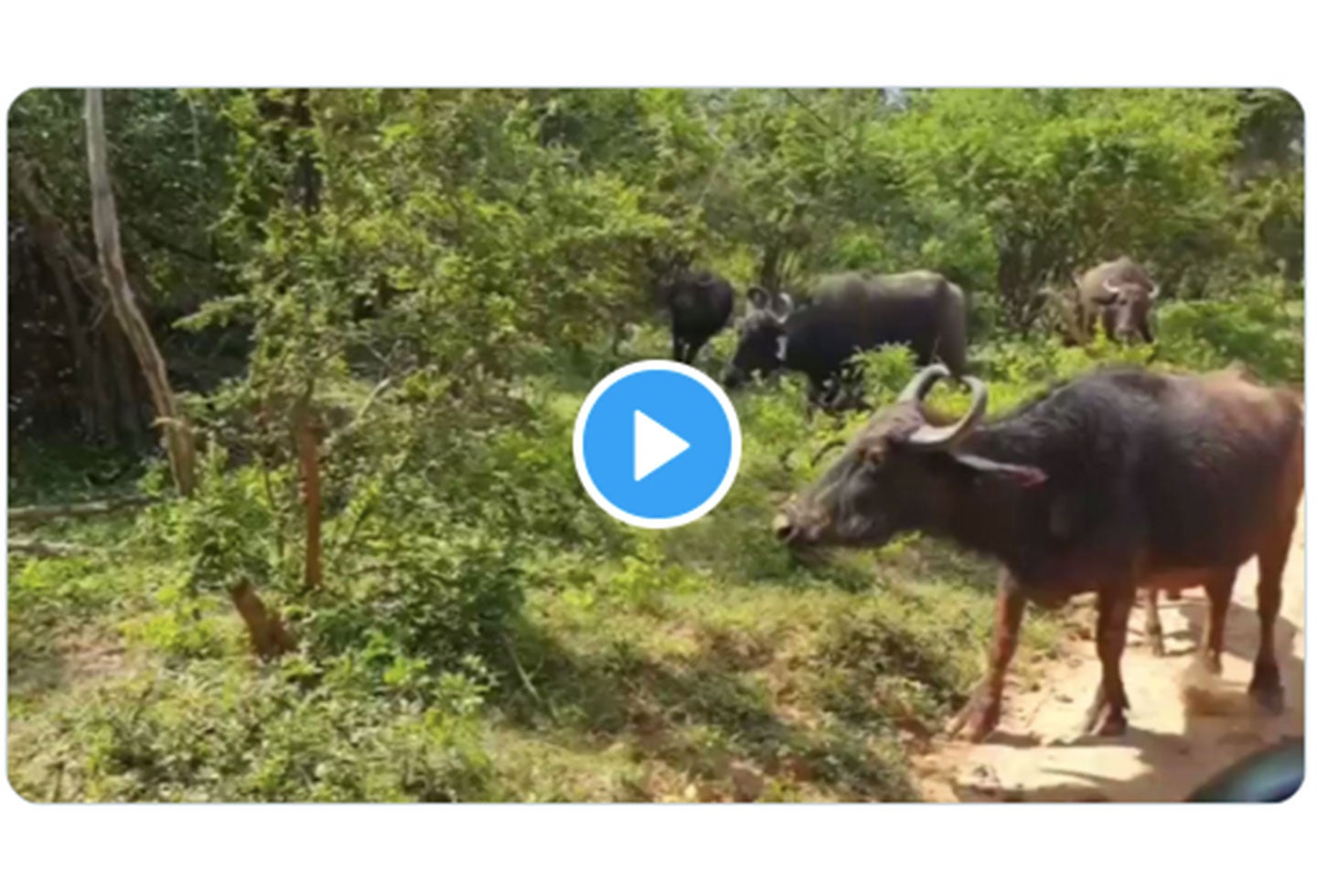 [VIDEO] Manada de búfalos ataca leopardo que quiso devorar una cría