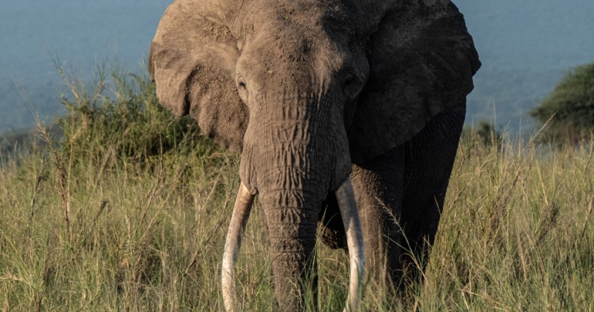 Investigador Colombiano Murió Aplastado Por Un Elefante En Uganda