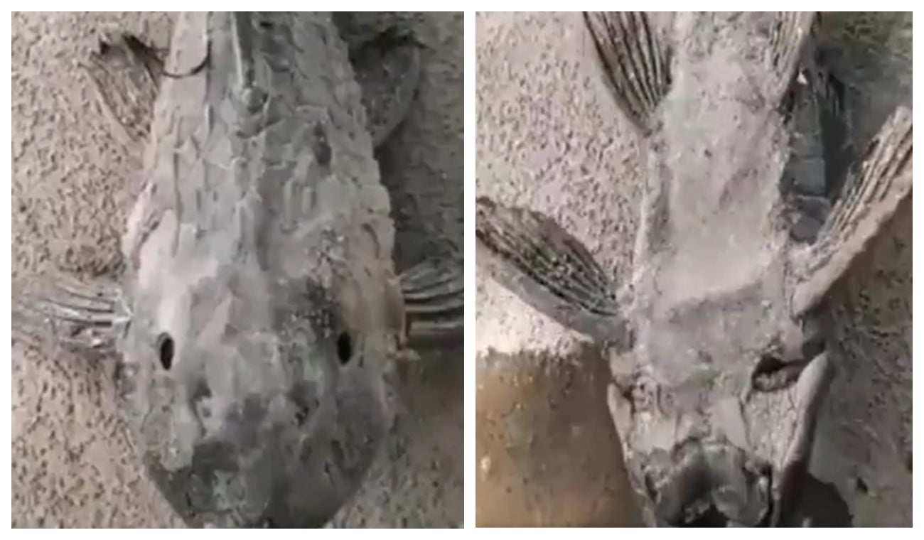 Video: El pez que vuelve a la vida con solo tocar el agua ha impactado