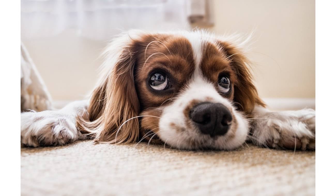 Primeros auxilios a su perro o gato | la fm
