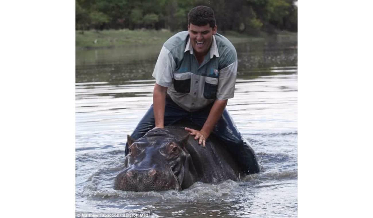 Amistad de un hombre con hipopótamo terminó en una tragedia