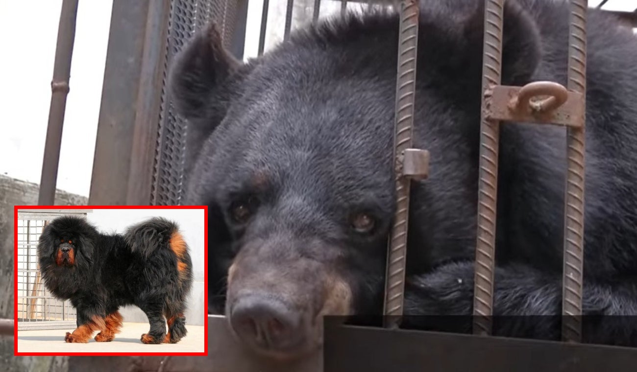 Familia adoptó un perro y años después descubrieron que era un oso