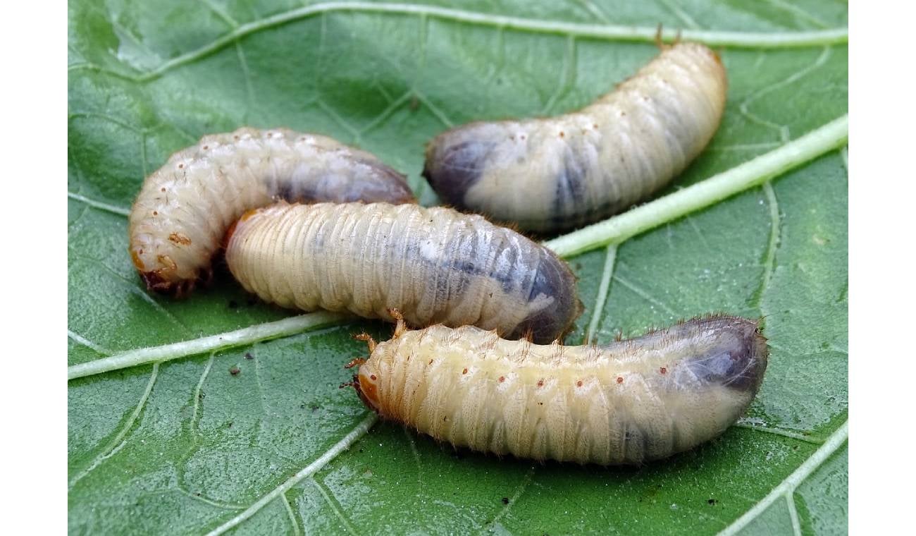 MasterChef Celebrity: Mojojoy, qué es este horripilante animal