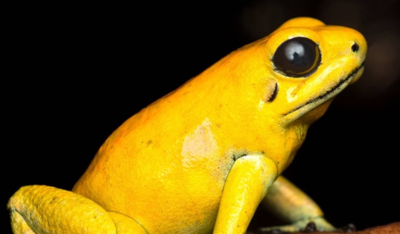 Animal más venenoso del mundo está en Colombia