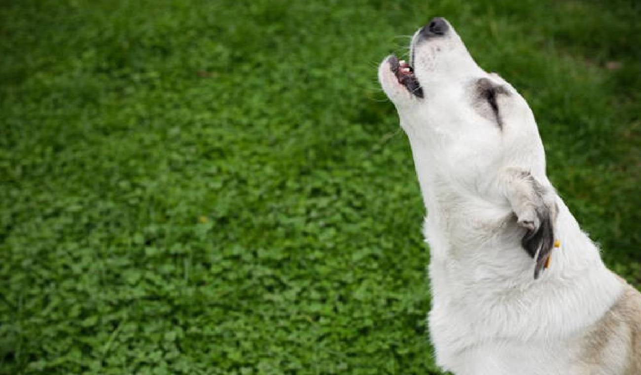 ¿Por qué aúllan los perros?
