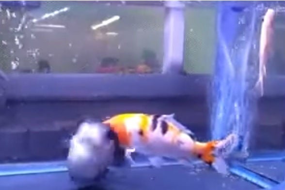 De un solo bocado, pez se comió a otro de considerable tamaño