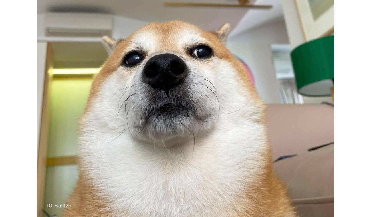 Perrita De Los Memes